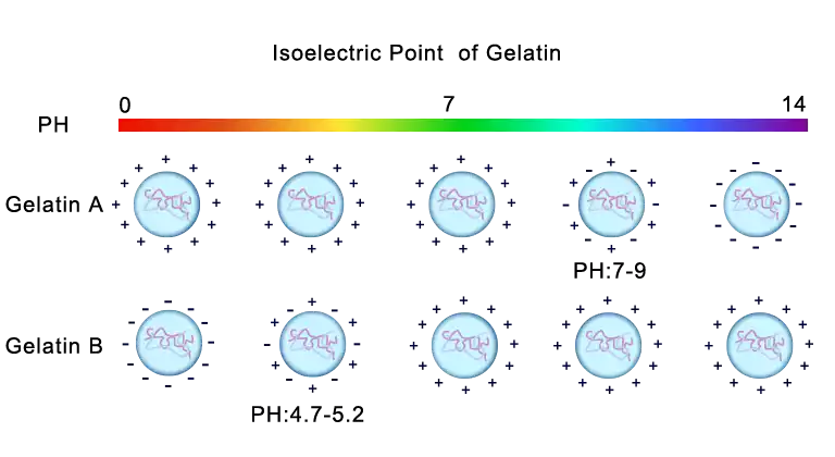 🔬Difference between Type A Gelatin and Type B Gelatin 🔬Difference between Type A Gelatin and Type B Gelatin